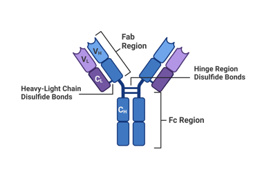 Antibodies 101: Fab Fragments